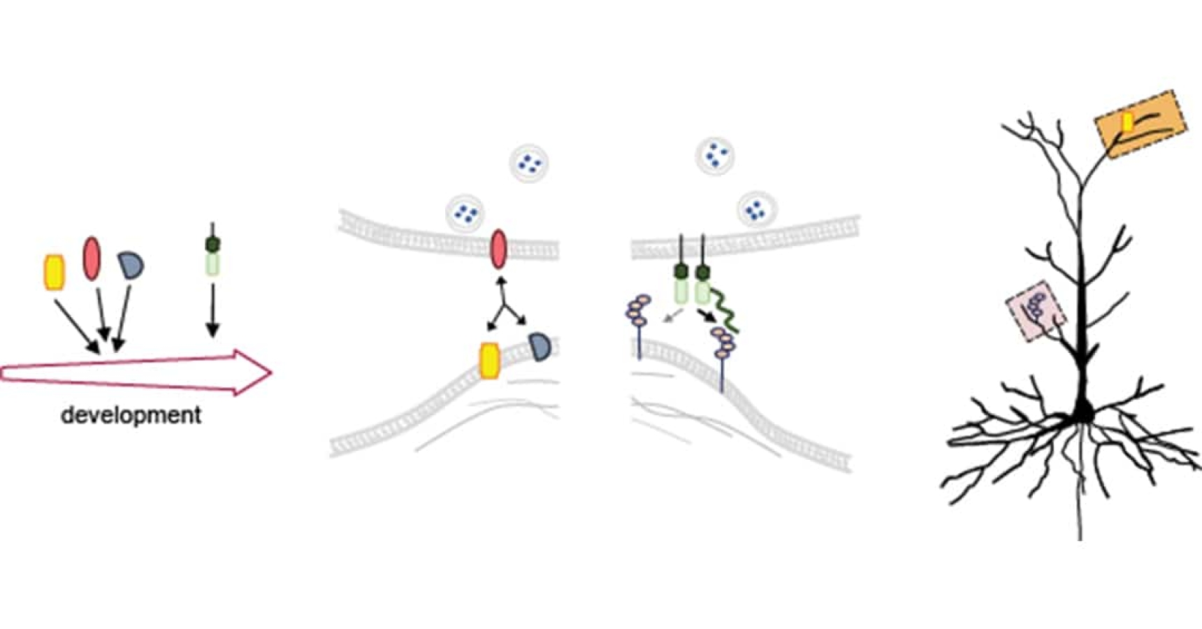 Curious about synaptic recognition? Our new chapter is in press ...